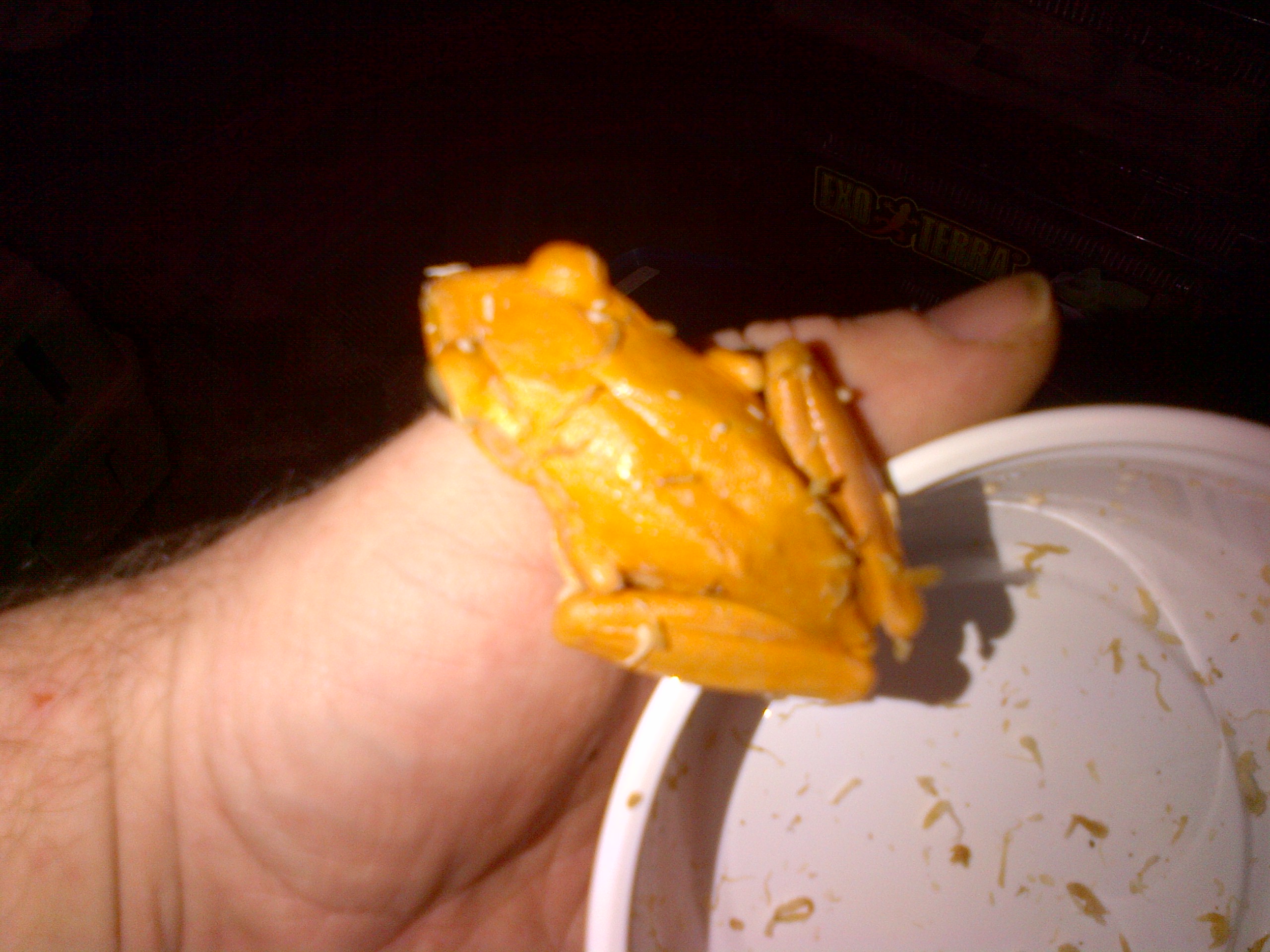 Amphibians